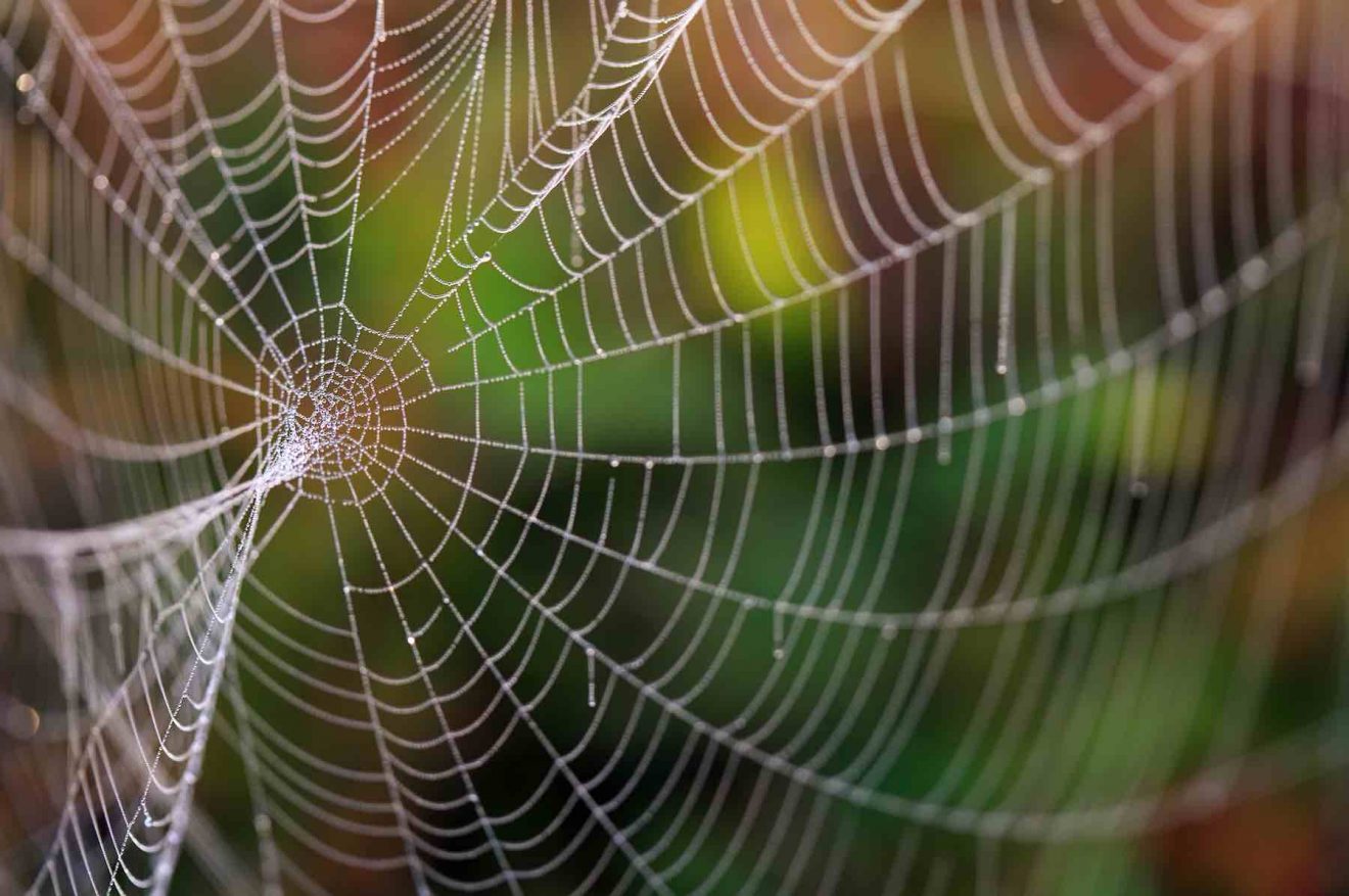 Vital Arachnids – Magnum Opus Magazine